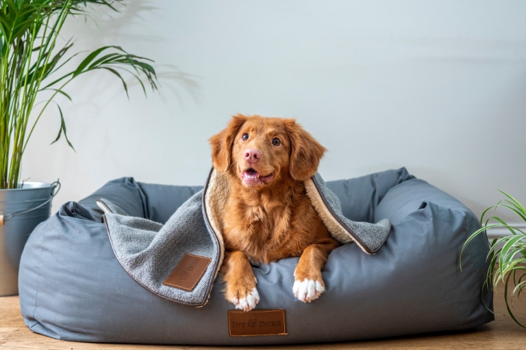 Hundehalterhaftpflicht - JuFin.Consulting